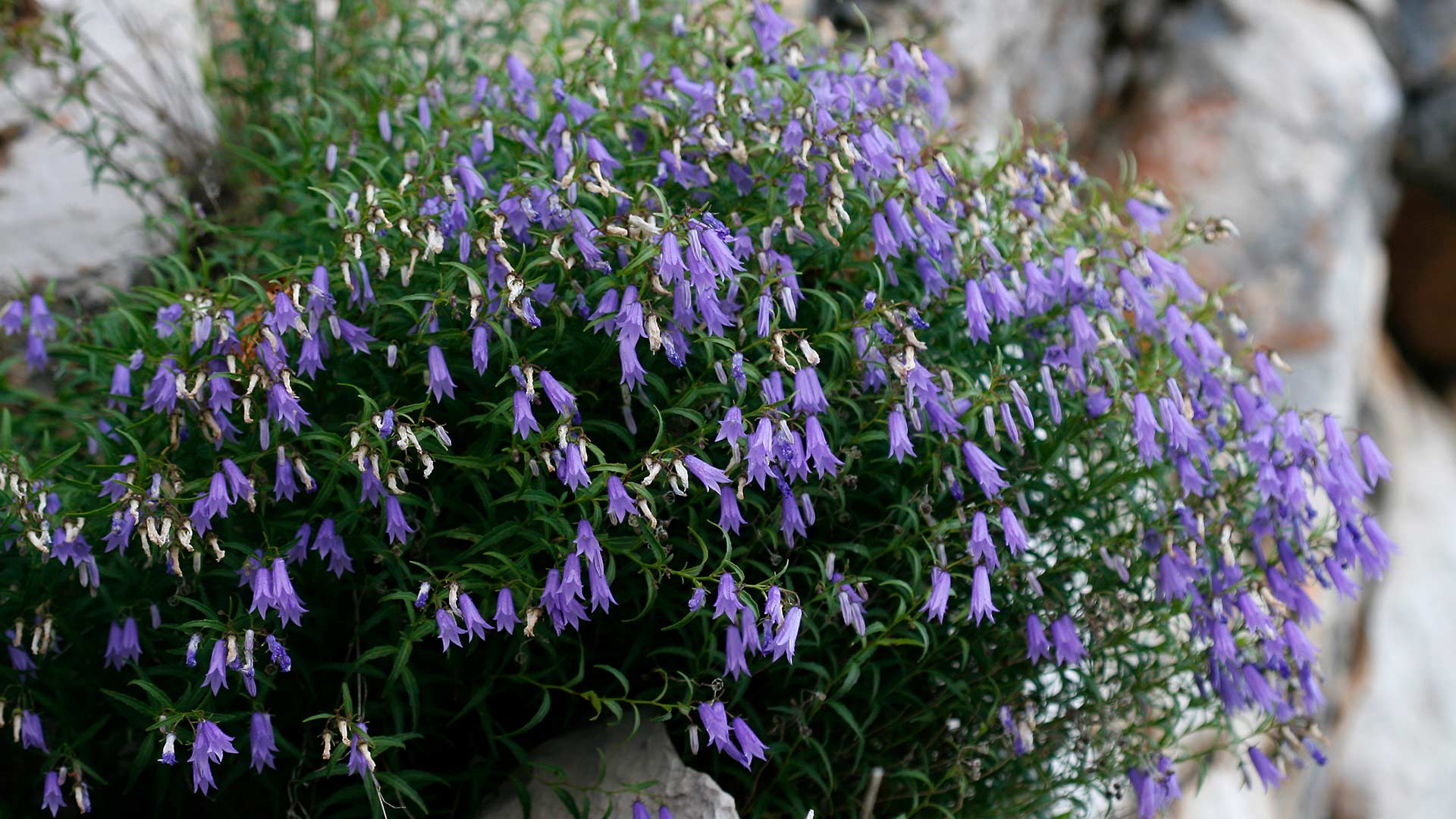 Flora and plant associations - Park prirode Učka
